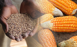 Agriculture / Lancement de WASIX Bénin : Une plateforme électronique de ...